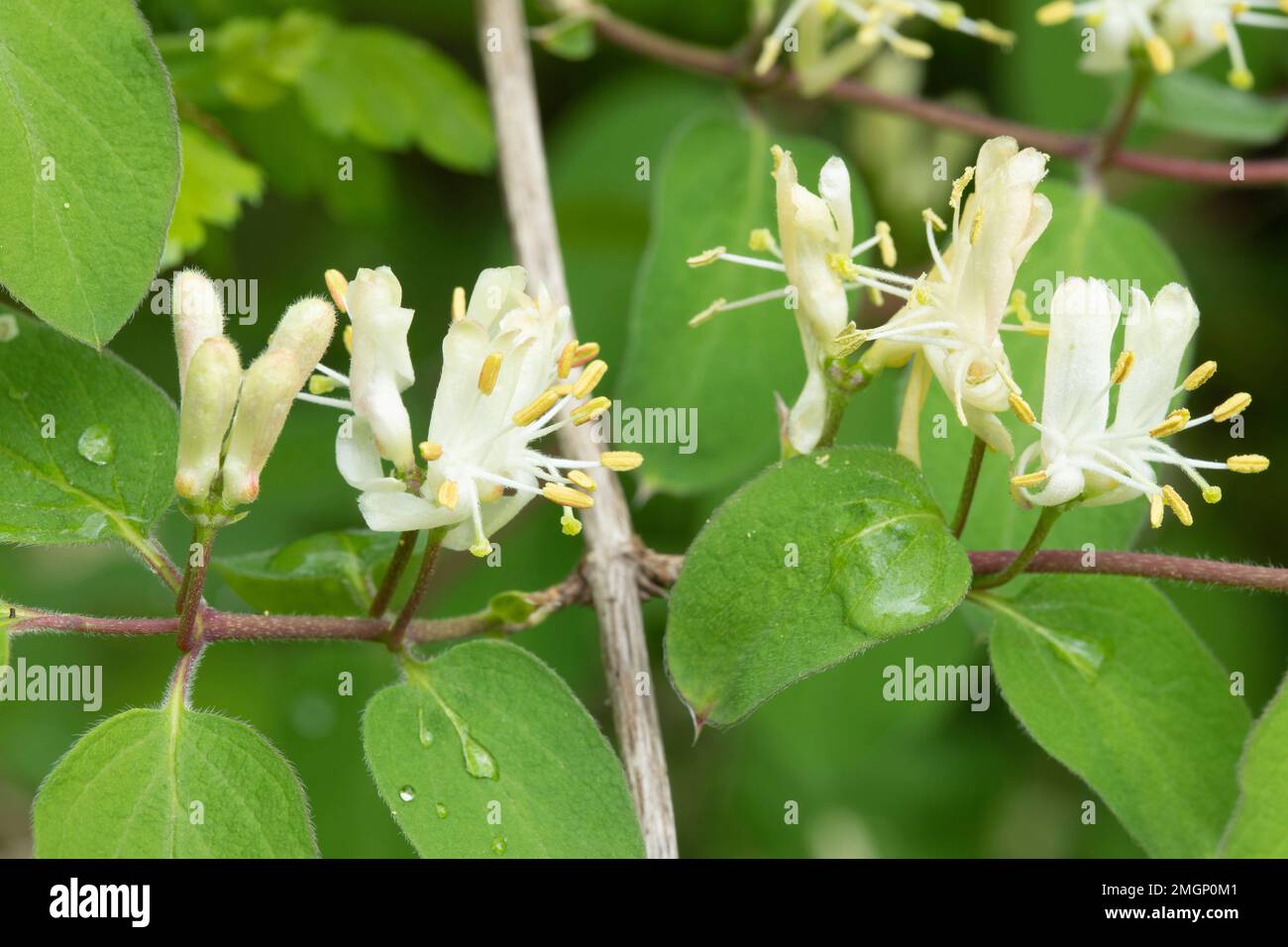 Fly Honeysuckle (Lonicera xylosteum), flowers Stock Photo - Alamy