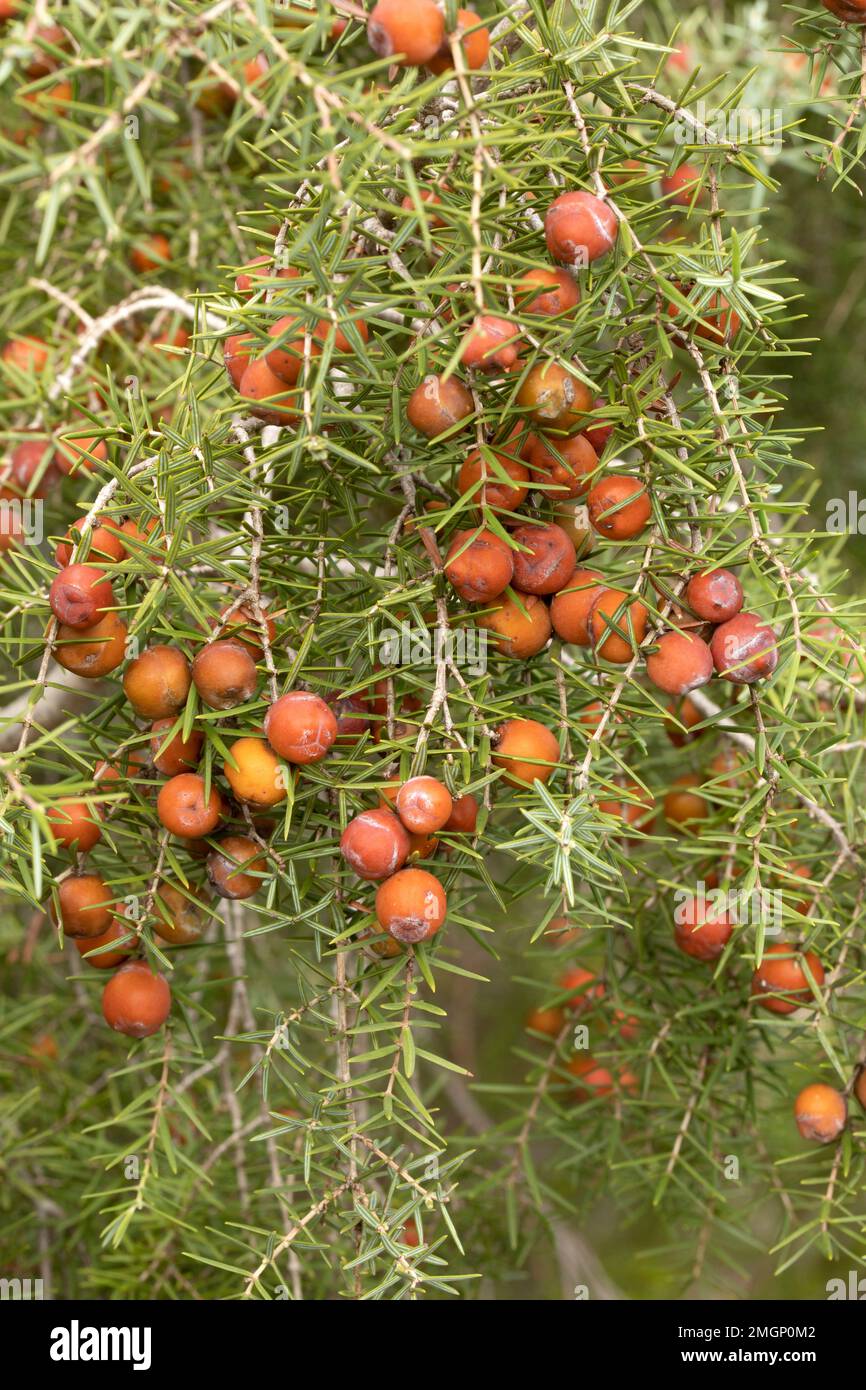 Prickly juniper (Juniperus oxycedrus), fruits Stock Photo - Alamy
