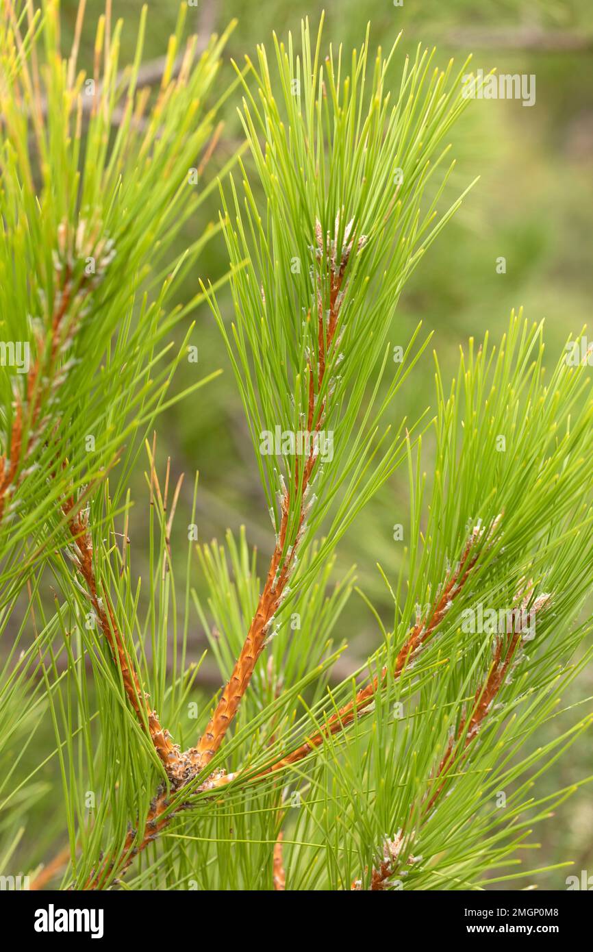 Year branch of the Salzmann Pine (Pinus nigra salzmannii), Saint ...
