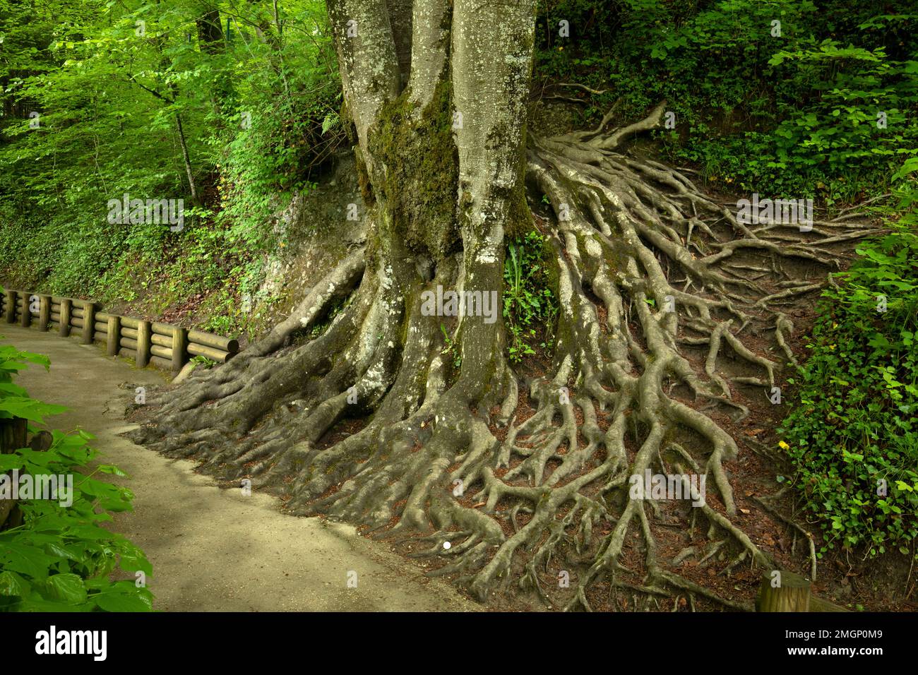 Roots around a beech trunk (Fagus sylvatica) on a slope Stock Photo - Alamy