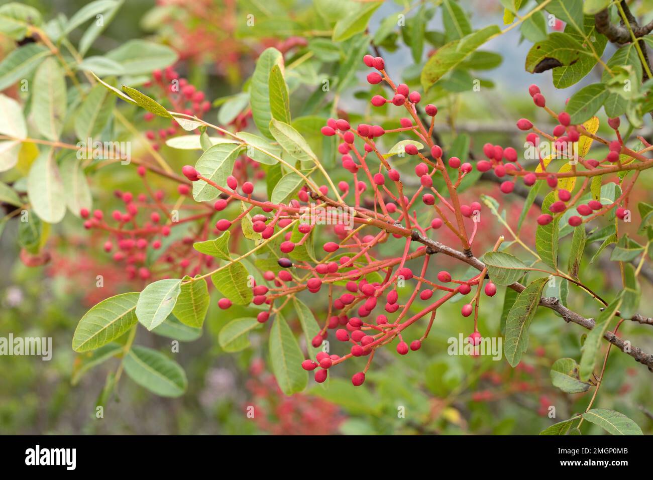 Terebinth (Pistacia terebinthus), fruits Stock Photo - Alamy