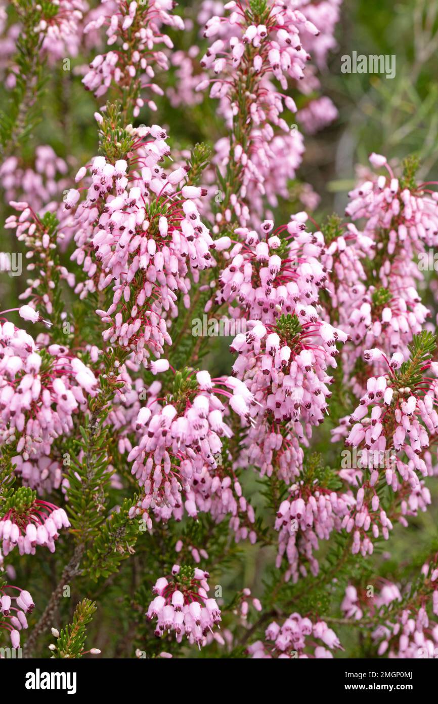 Mediterranean Heather (Erica multiflora), flowers Stock Photo - Alamy