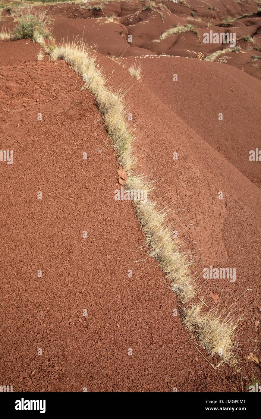 Mediterranean false brome line (Brachypodium retusum), Clermont-l ...