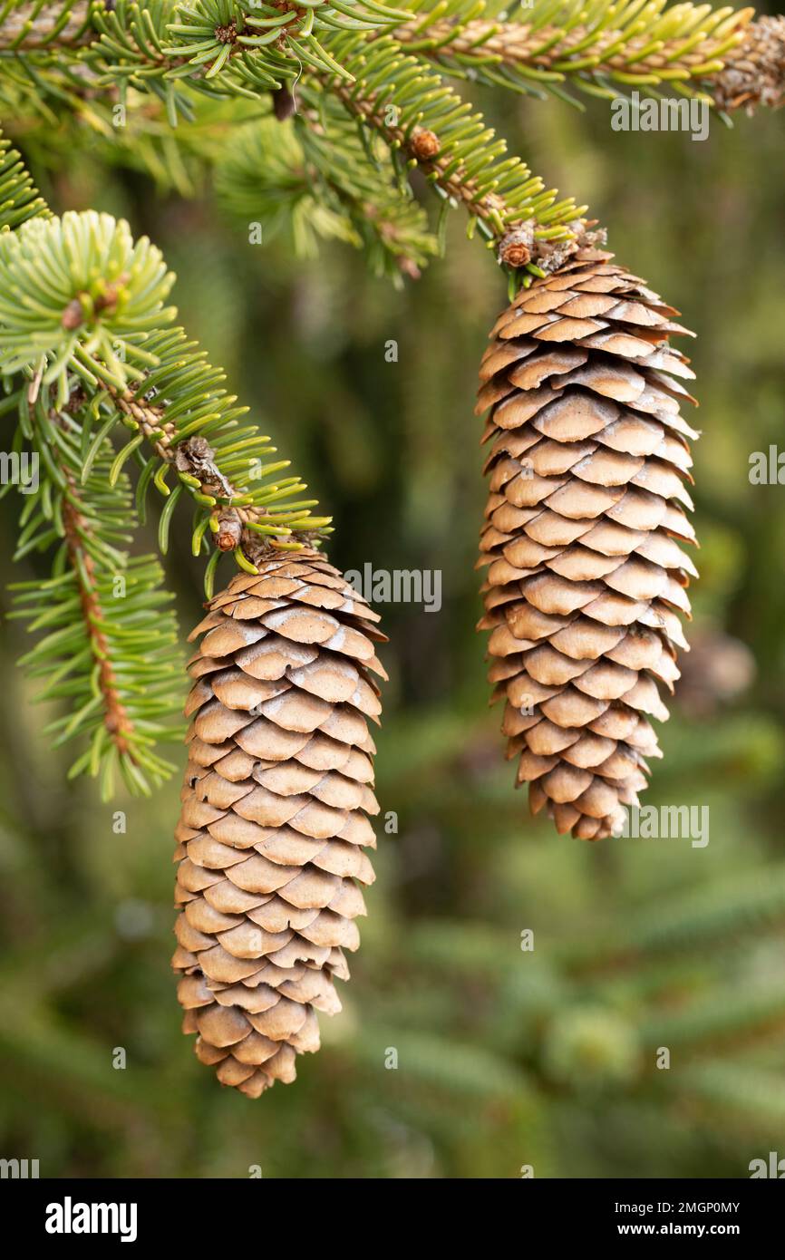 Norway spruce (Picea abies) cones Stock Photo - Alamy