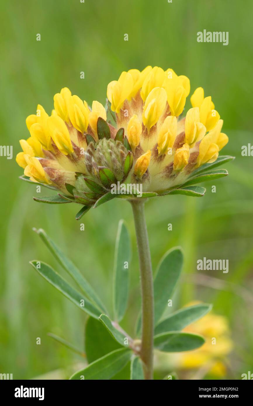 Kidney Vetch (Anthyllis vulneraria), flowers Stock Photo - Alamy
