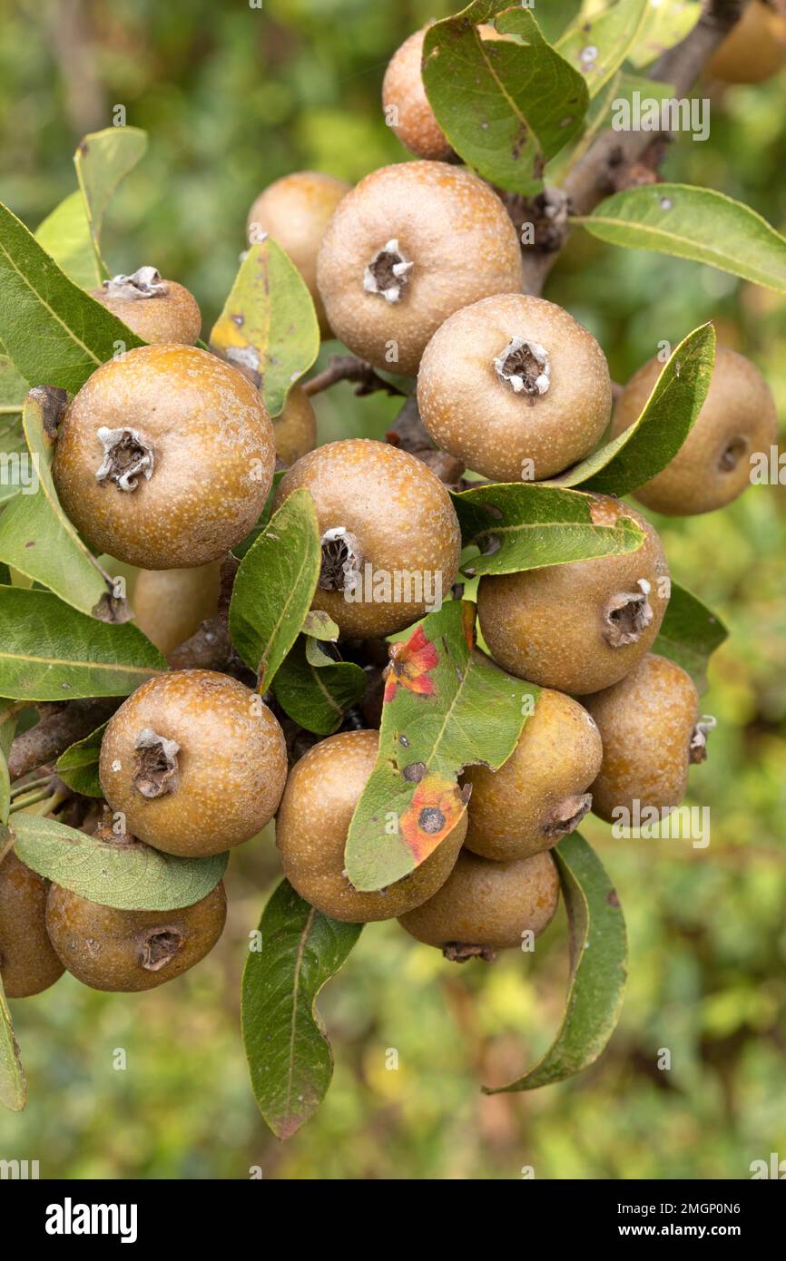 Almond leaved pear pyrus spinosa hi-res stock photography and images ...