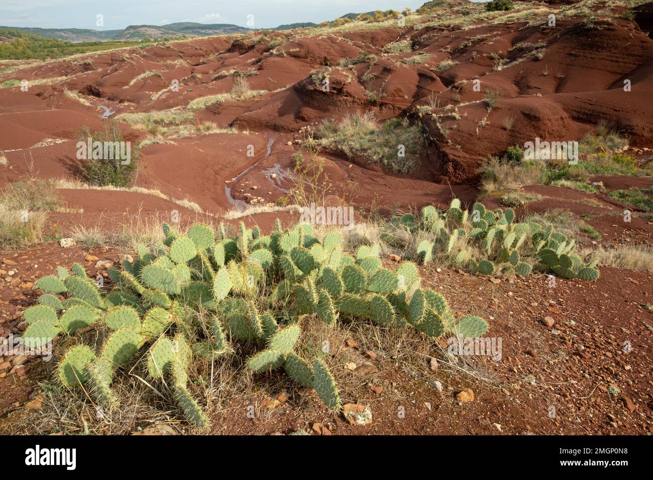 Engelmann prickly pear (Opuntia engelmannii), Clermont-l'Herault ...
