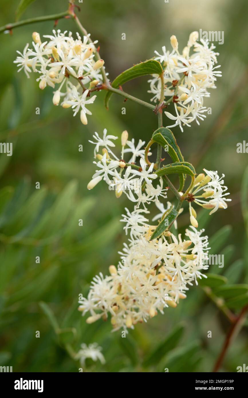 Common smilax (Smilax aspera), flowers Stock Photo - Alamy