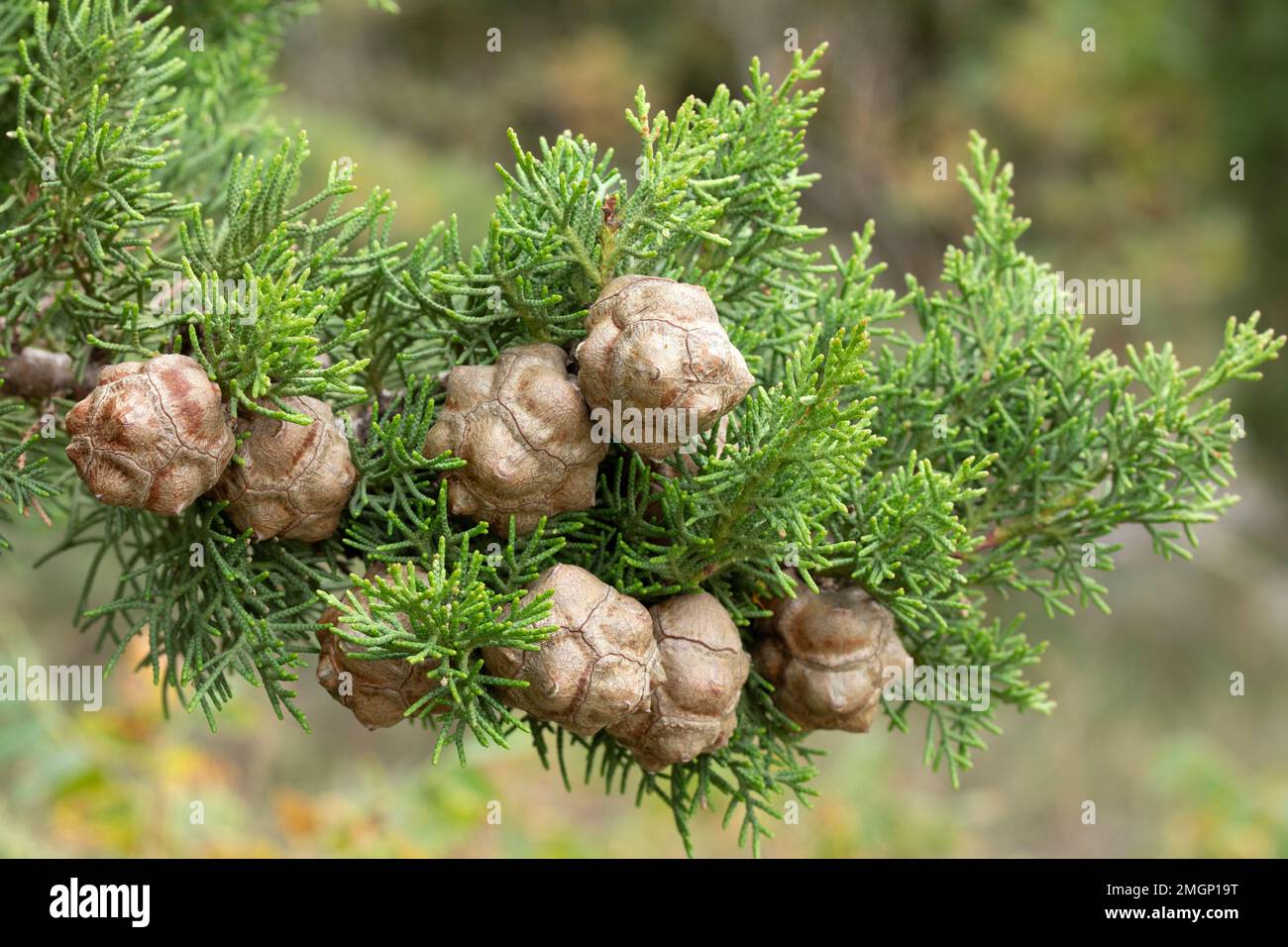 Cupressaceae hi-res stock photography and images - Alamy
