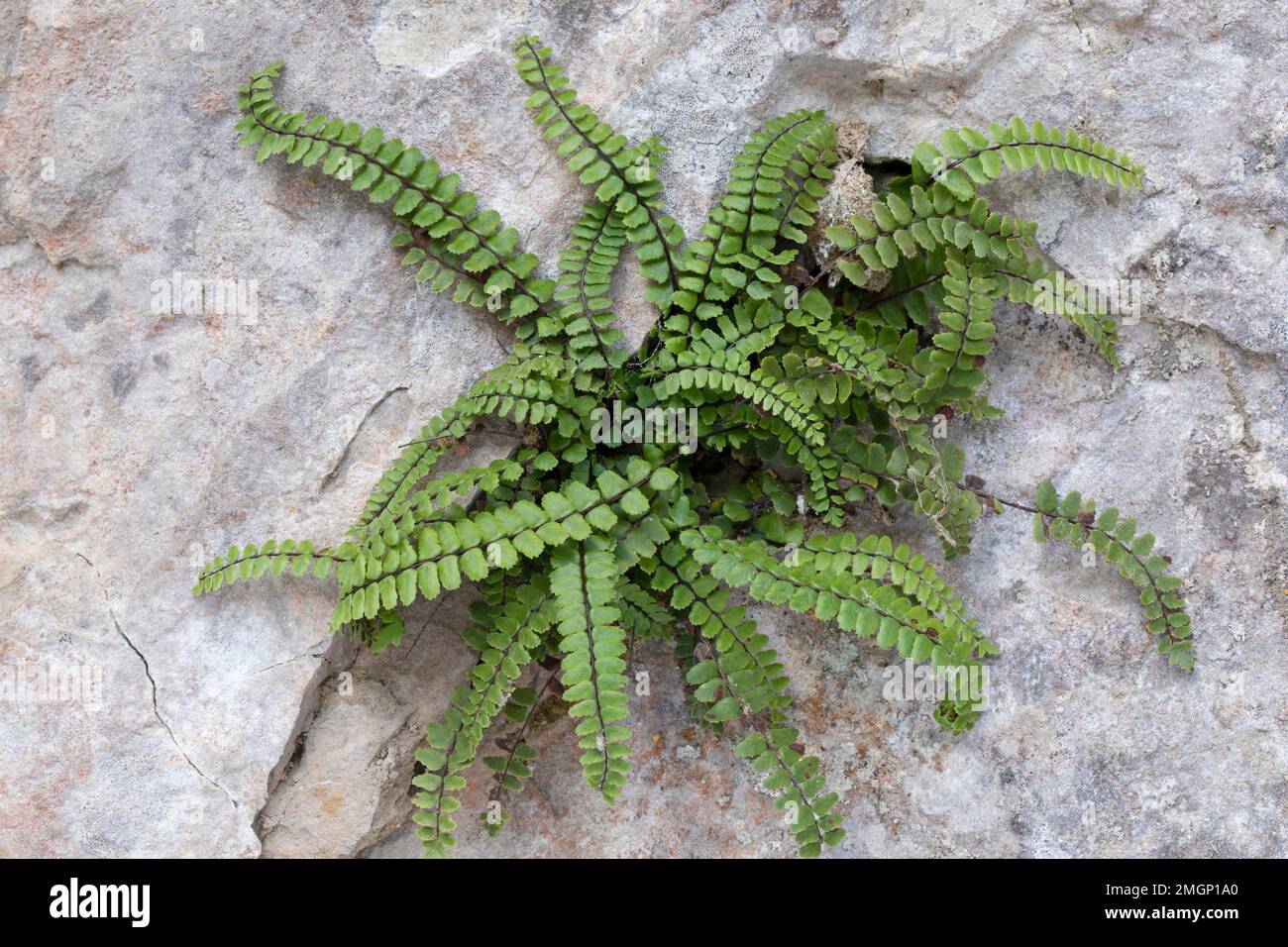 Lobed maidenhair spleenwort(Asplenium trichomanes subsp. pachyrachis ...