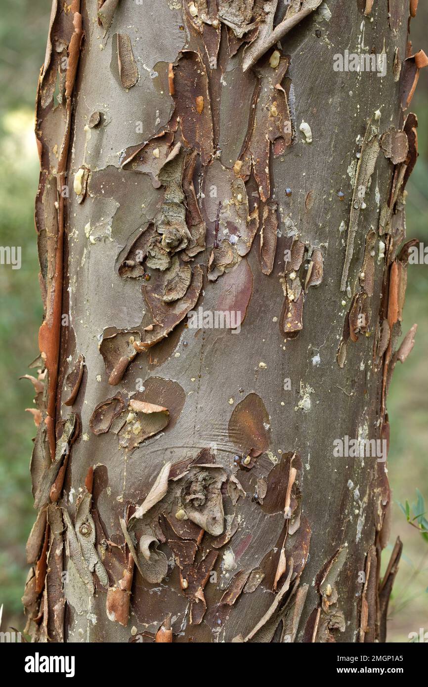 Smooth-barked arizona cypress (Cupressus glabra), bark Stock Photo - Alamy