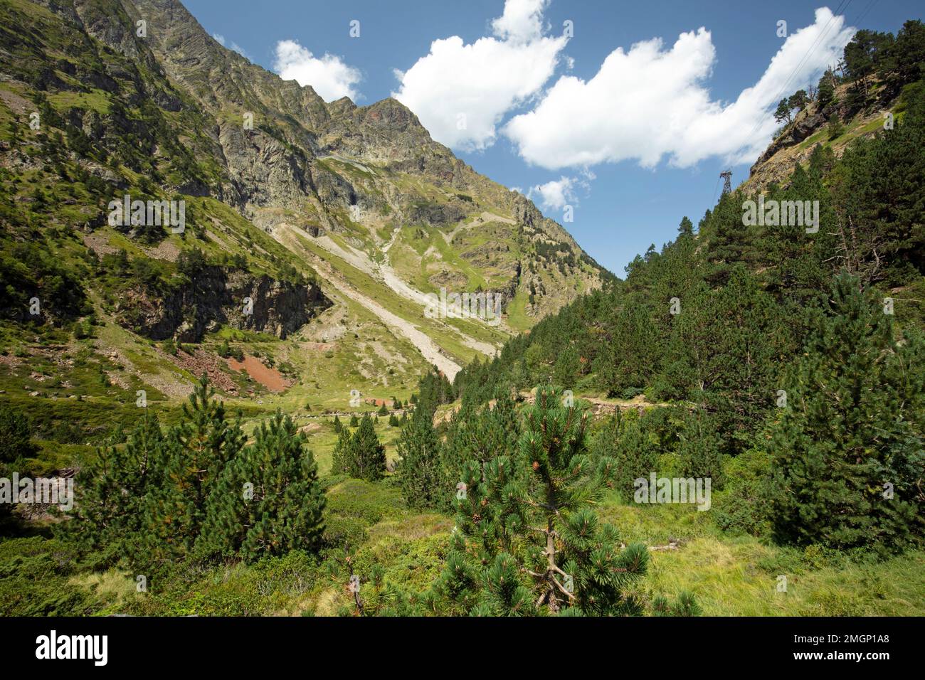 Mountain pine (Pinus uncinata) near Soula mountain refuge, Loudenvielle ...