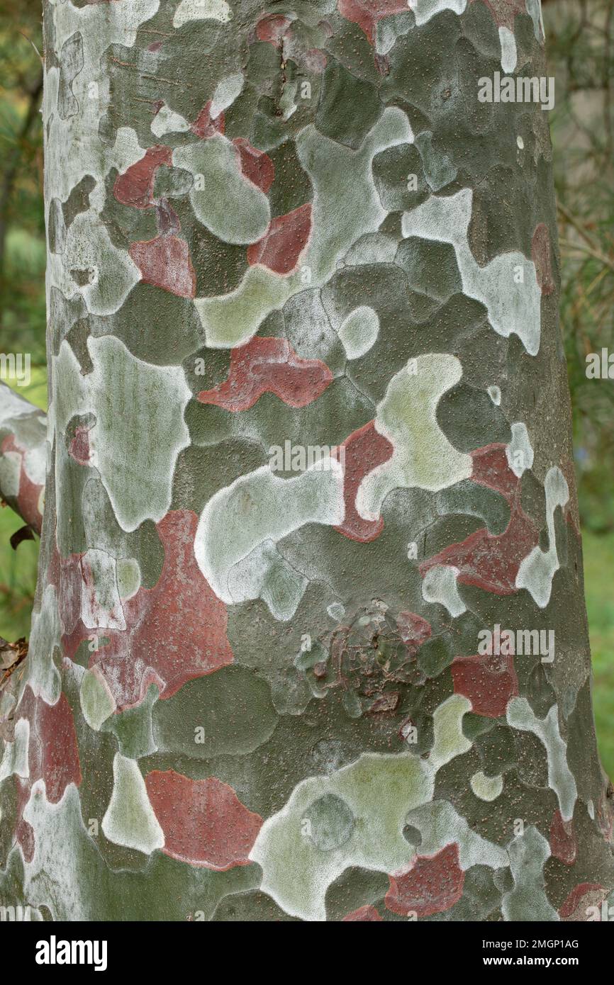 Bunge's pine (Pinus bungeana), bark Stock Photo - Alamy