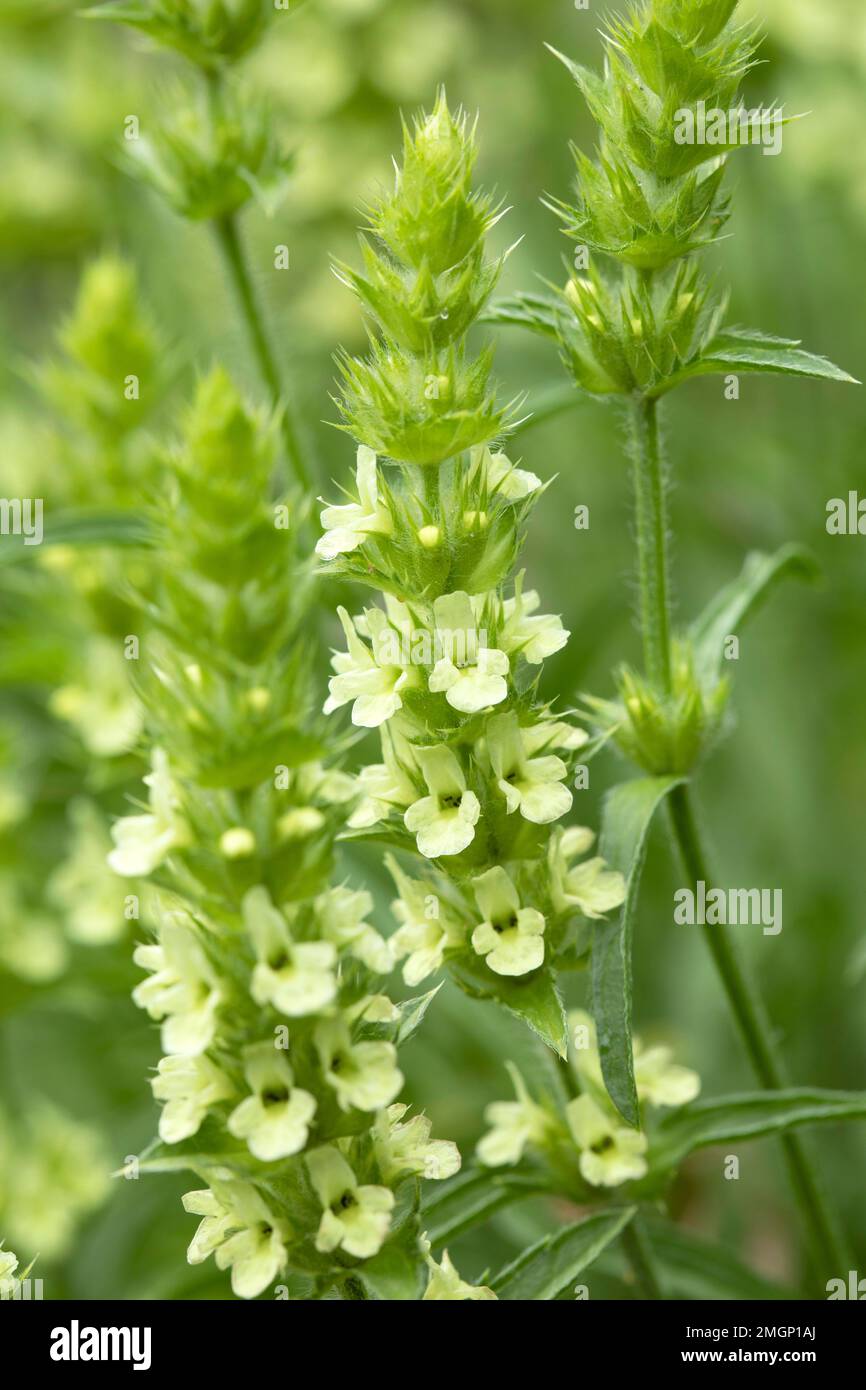 Hyssop-leafed mountain tea (Sideritis hyssopifolia), flowers Stock ...