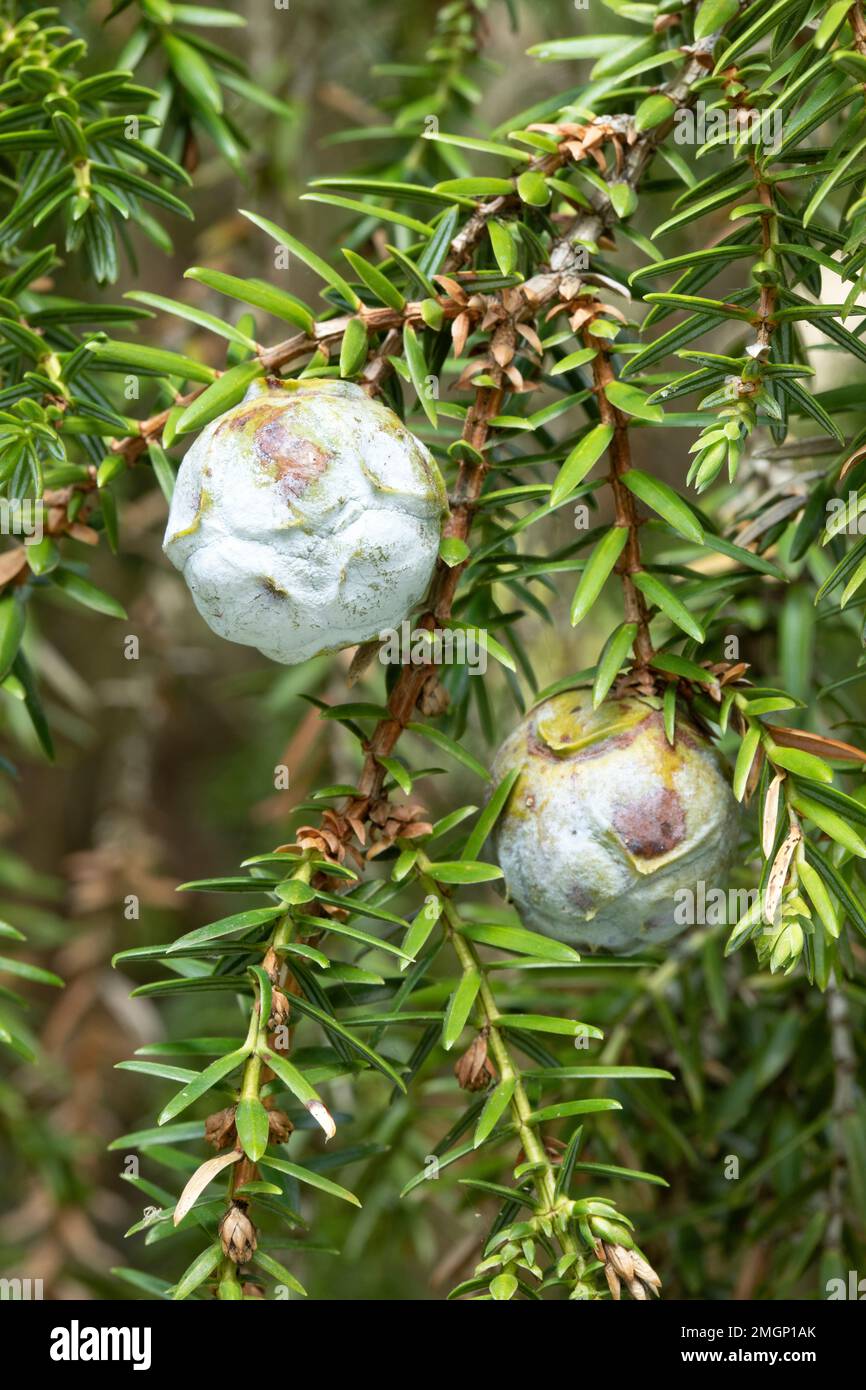 Syrian juniper (Juniperus drupacea), cones Stock Photo - Alamy