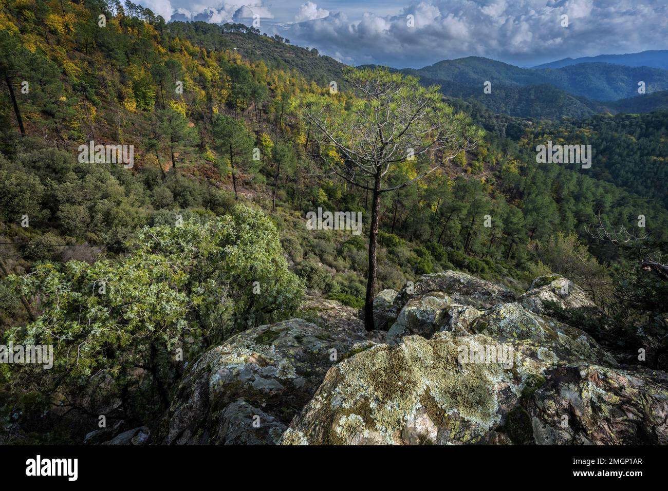 Landscape of the Cevennes schis, tUpper Galeizon valley, above Ales ...