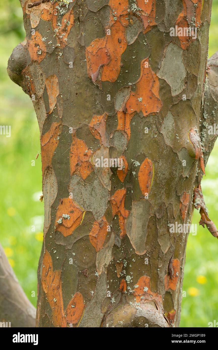 Chinese quince (Pseudocydonia sinensis), bark Stock Photo - Alamy