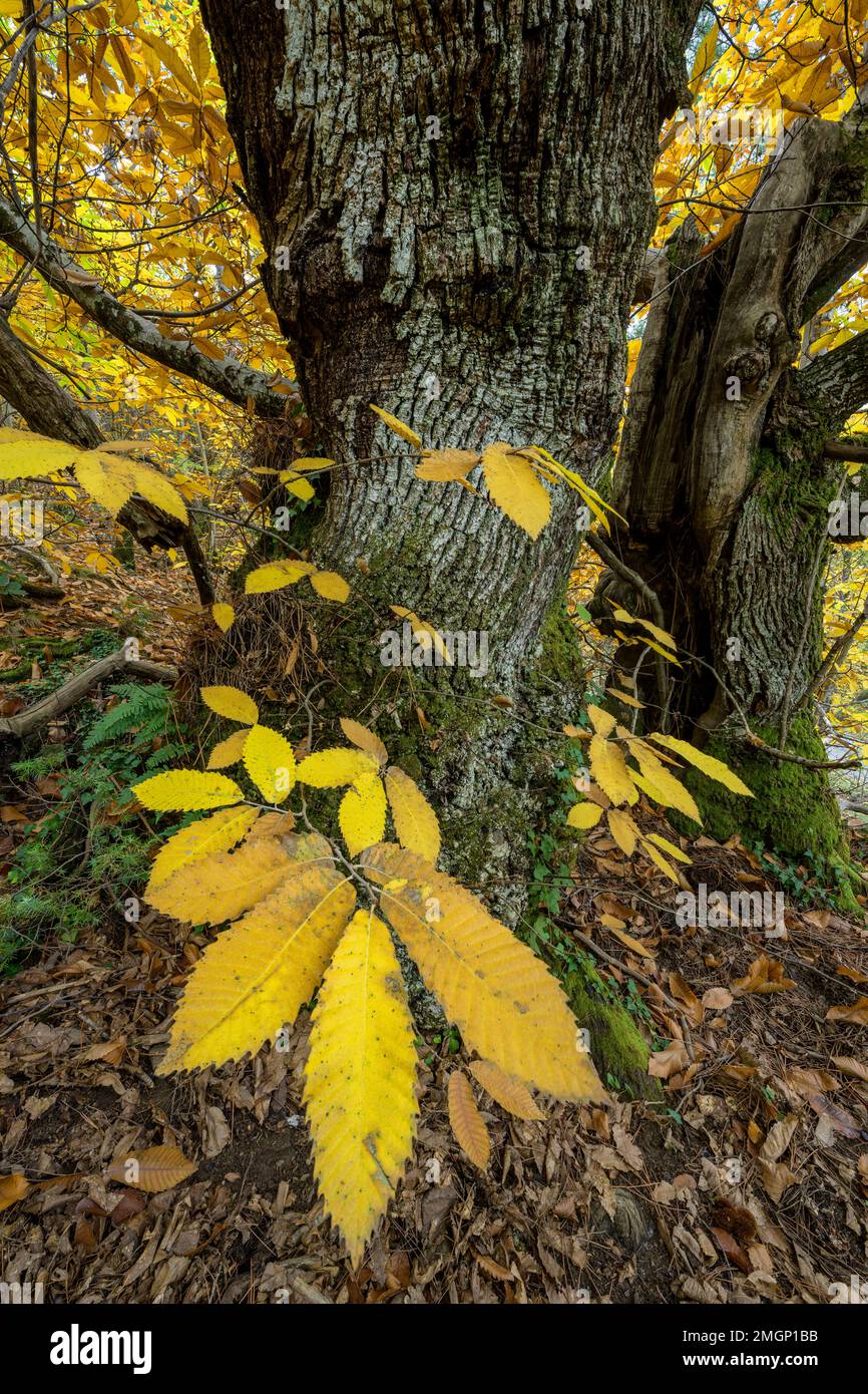 Chestnut trees in the Cevennes, Chestnut tree (Castanea sativa ...