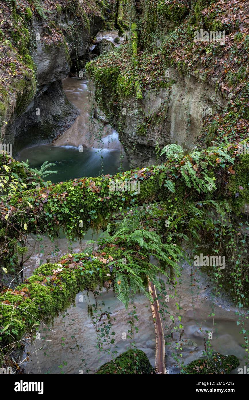 The Vezeronce, wild river of the Ain. River labelled "wild river" for ...