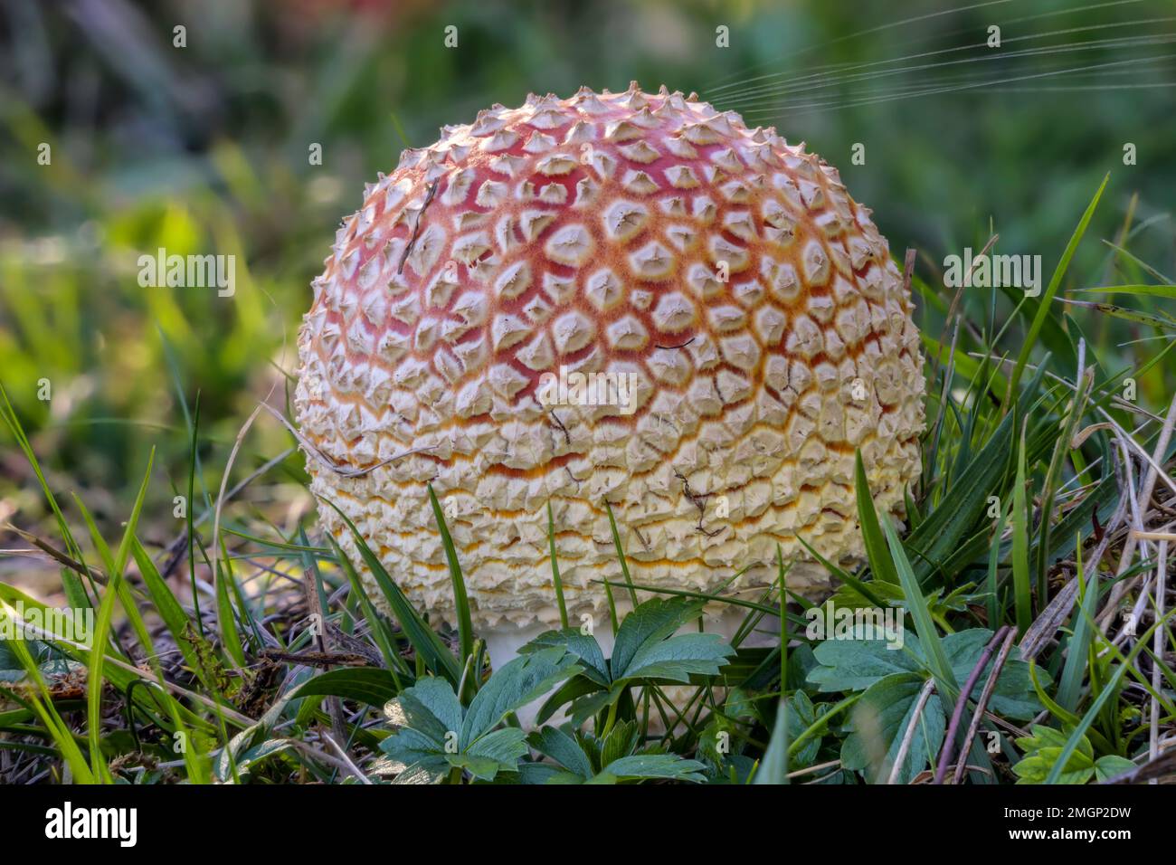 Flycatcher (Amanita muscaria) emerging from the ground in the form of ...