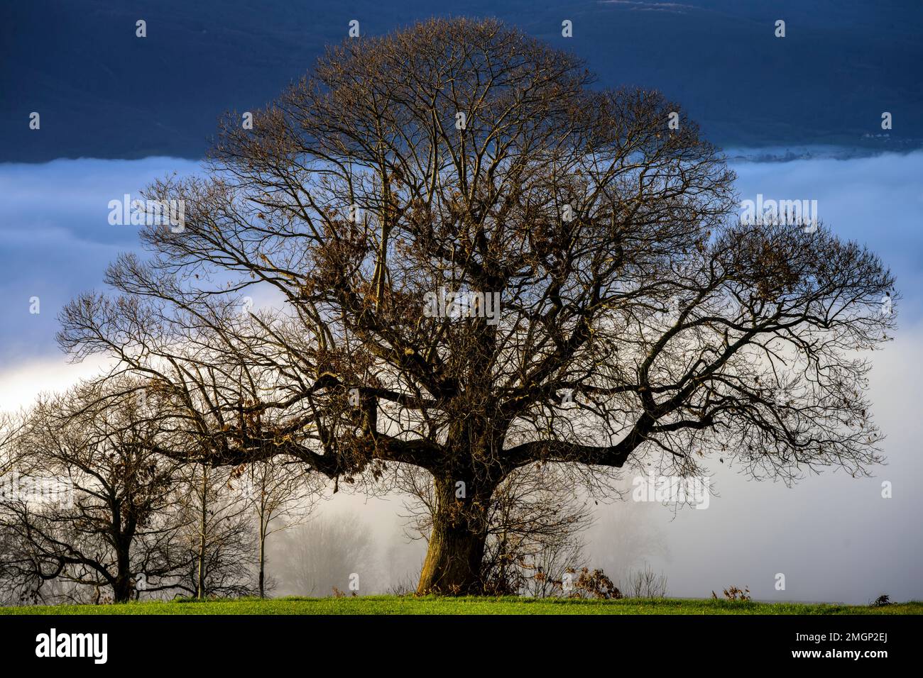 Winter mist and hundred-year-old chestnut tree (Castanea sativa), old ...