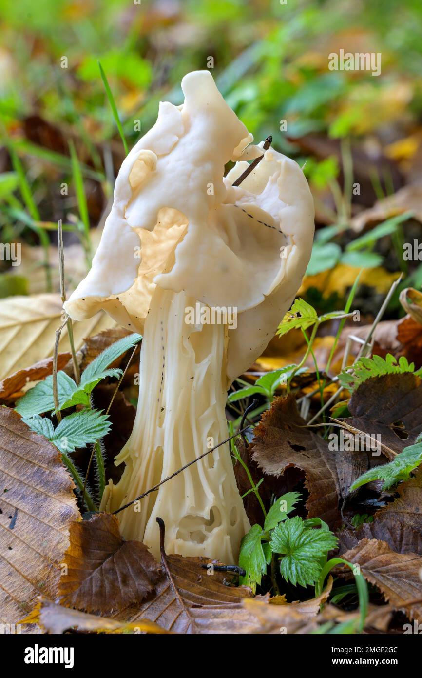 Helvellaceae family hi-res stock photography and images - Alamy