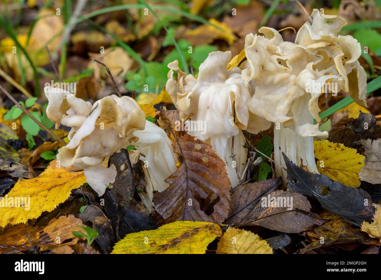 White elfin saddle (Helvella crispa) in dead leaves, Bugey, Ain, France ...