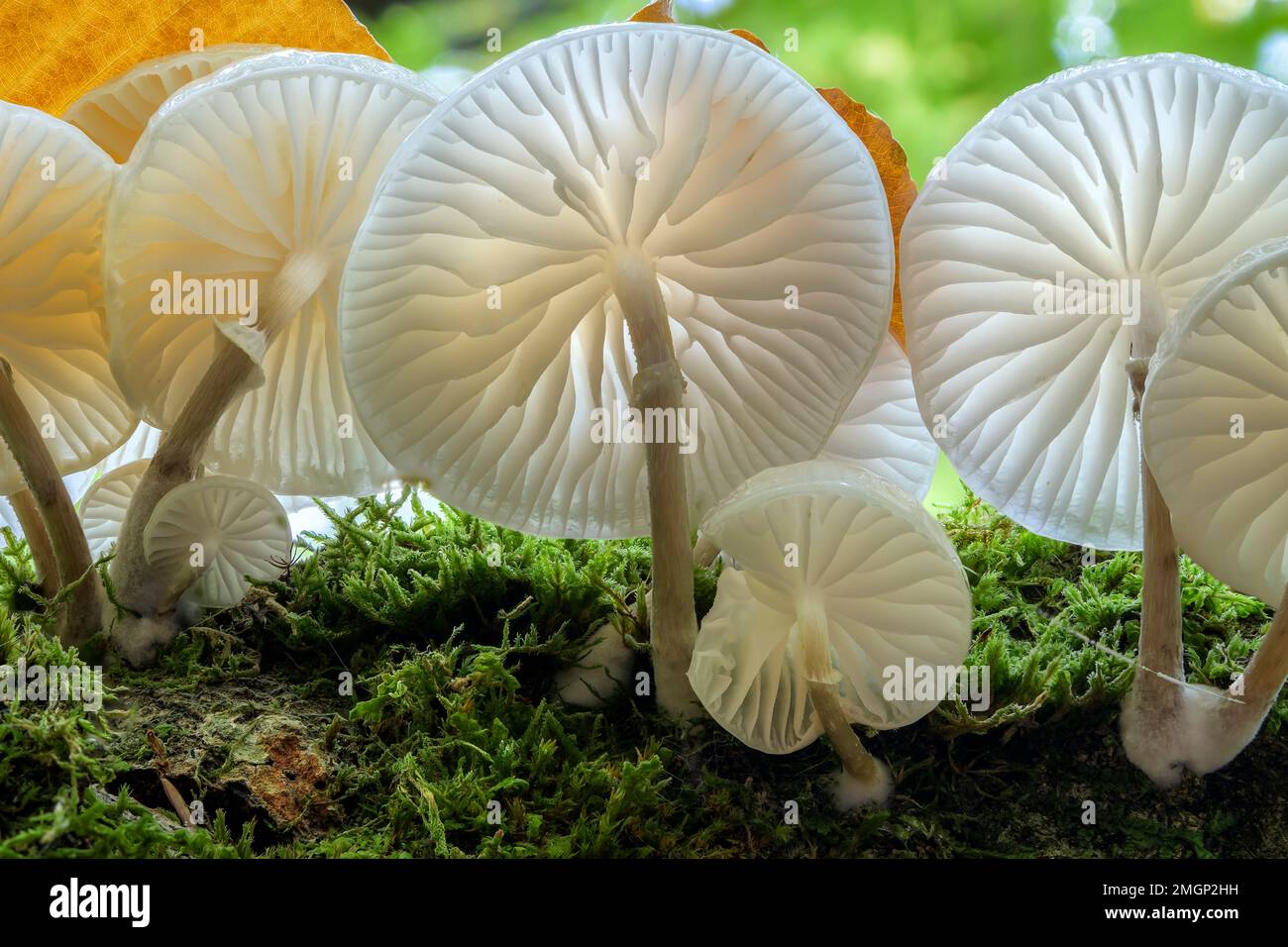 Porcelain mushroom (Mucidula mucida) on a beech tree in the Bugey, Ain ...