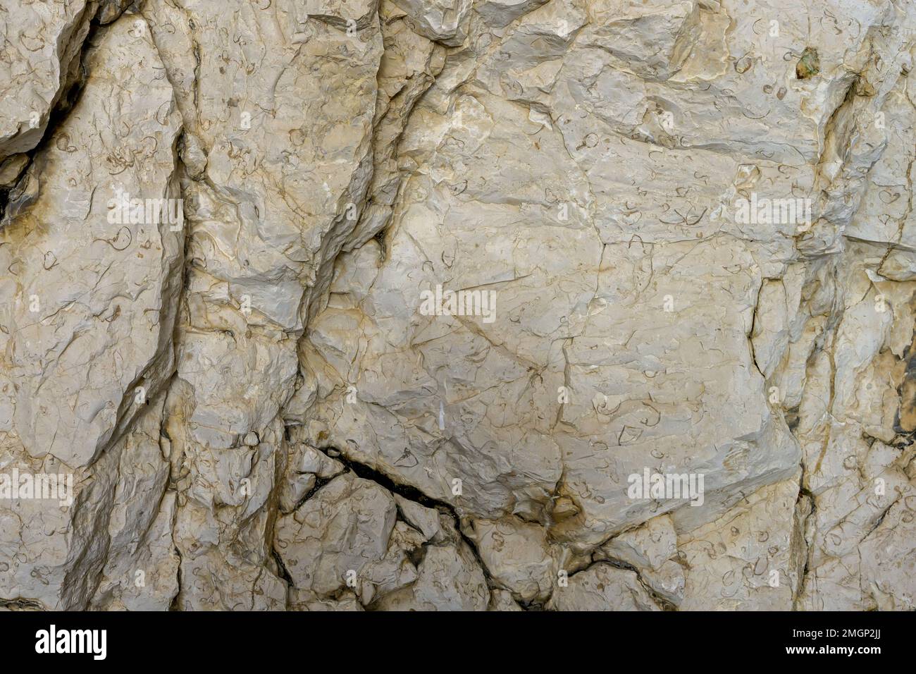 Fossils (rudists) in Urgonian limestone, the Urgonian facies ...