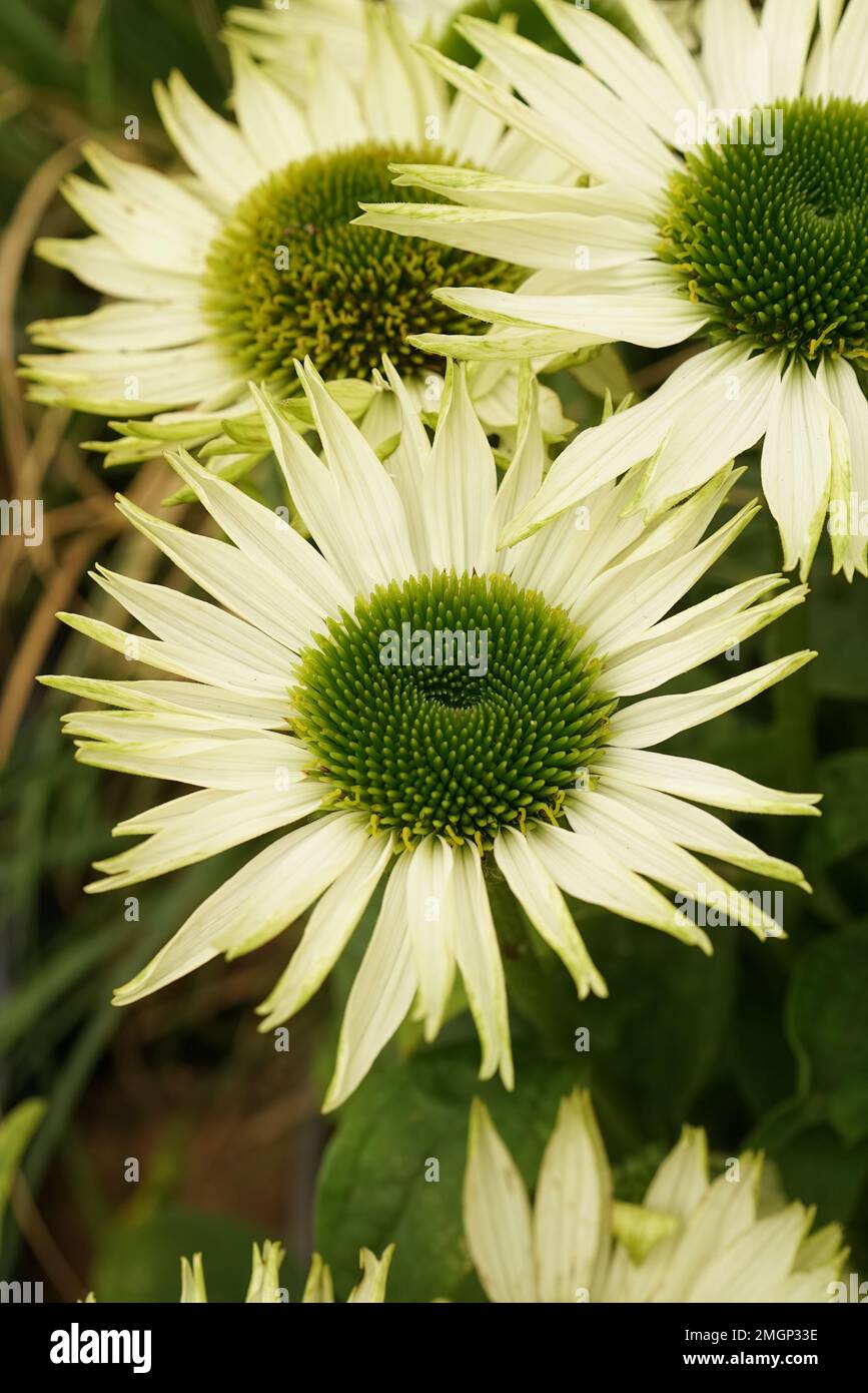 Natural closeup on green hi-res stock photography and images - Alamy