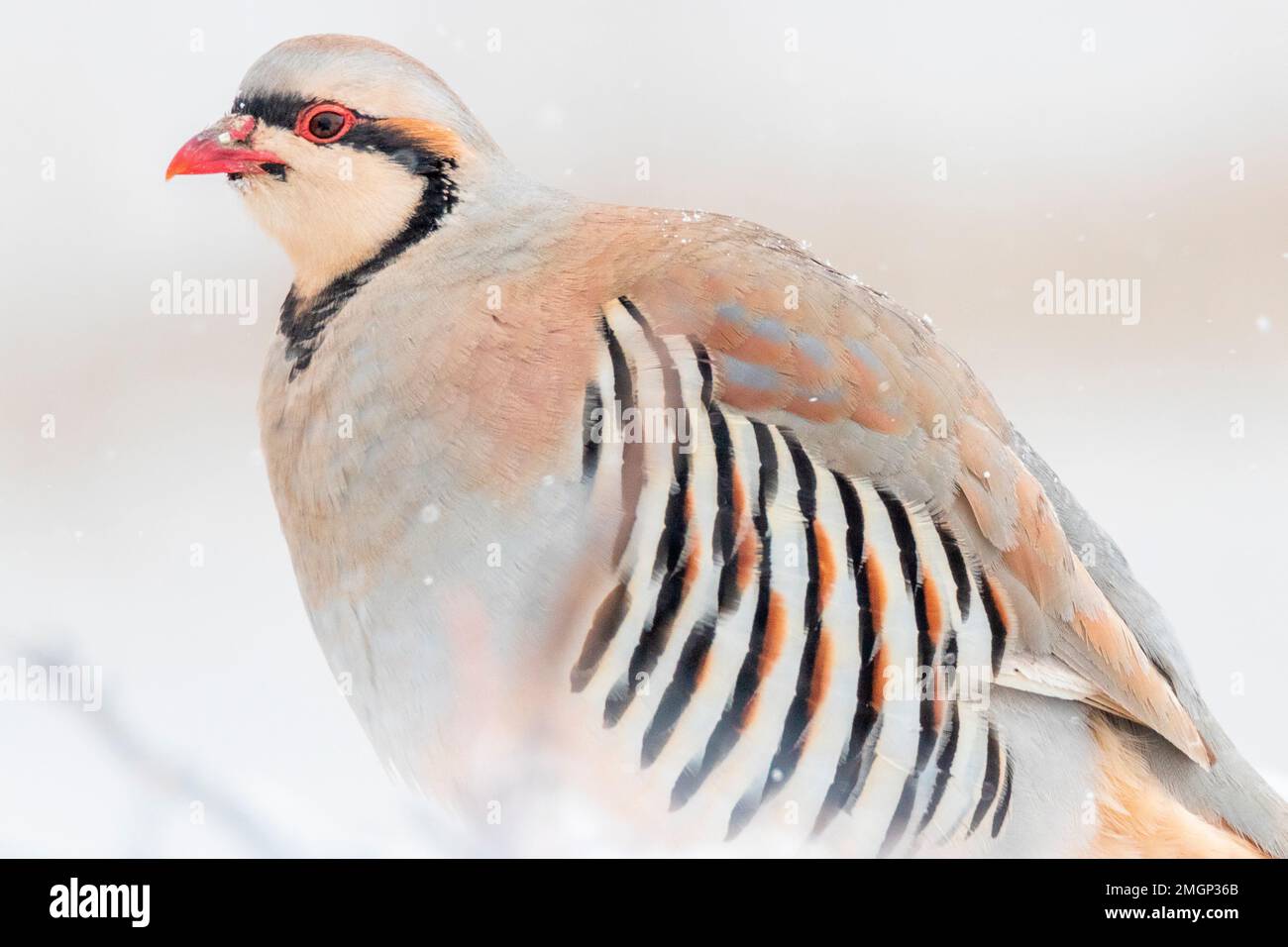 Chukar Partridge (Alectoris chukar) adult on the ground in winter in ...