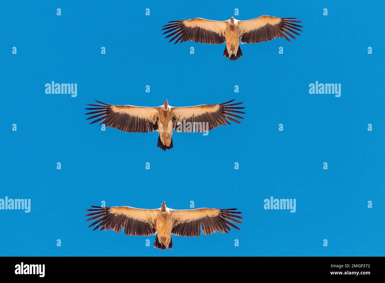 3 Himalayan Vultures (Gyps himalayensis) in flight against a blue sky ...