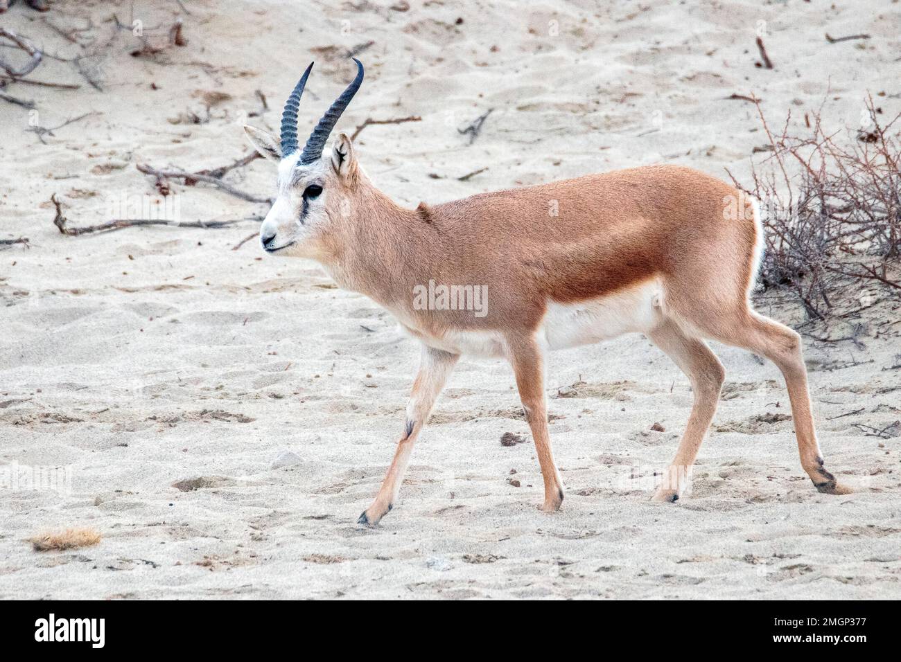 Persian goitered gazelle (Gazella subgutturosa) male walking in the ...