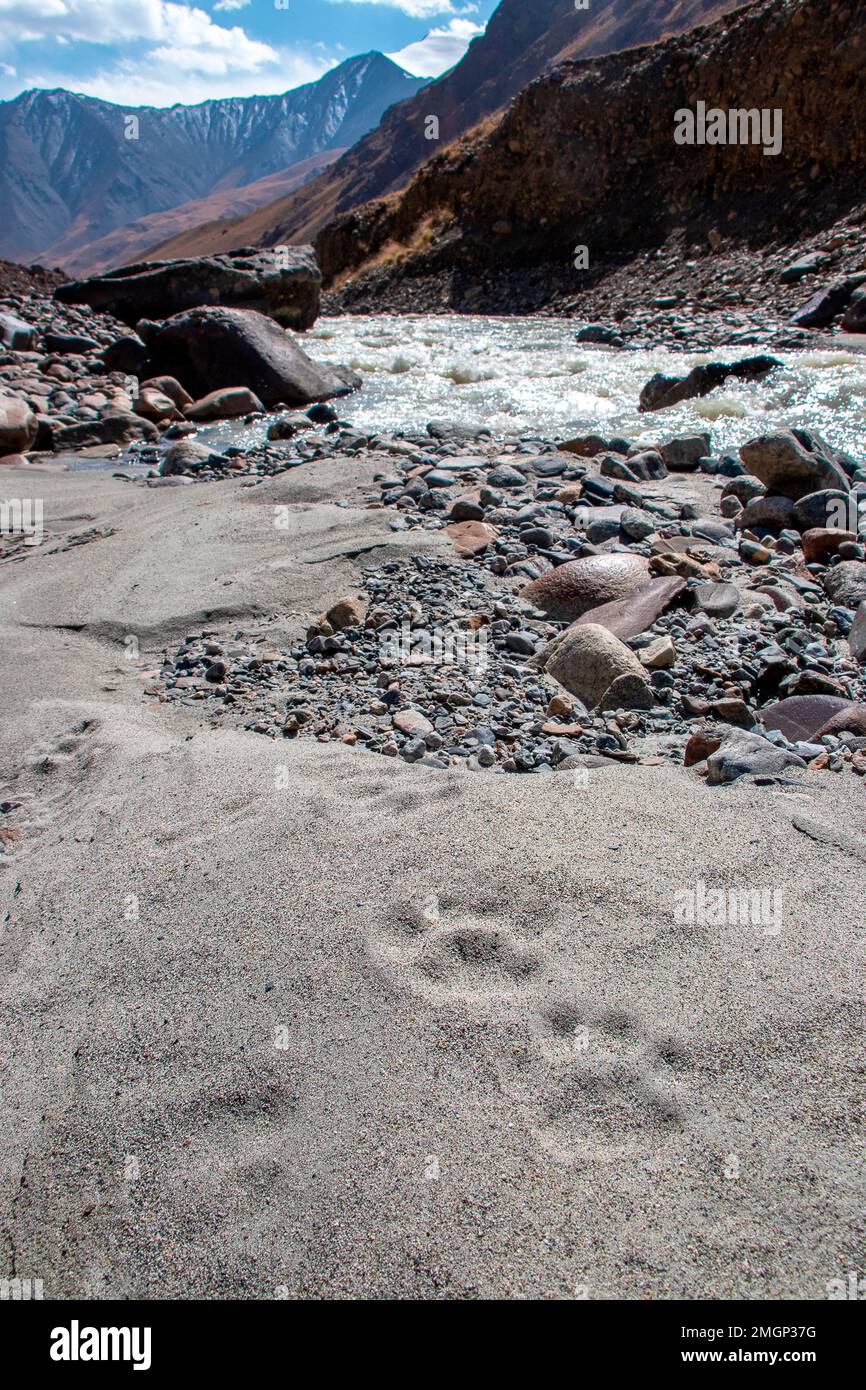 Snow leopard (Panthera uncia) tracks on the riverbank with landscape in ...