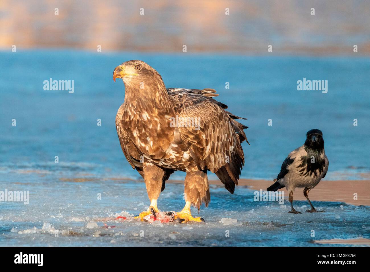 White-tailed Eagle (Haliaeetus albicilla) and Hooded Crow (Corvus ...