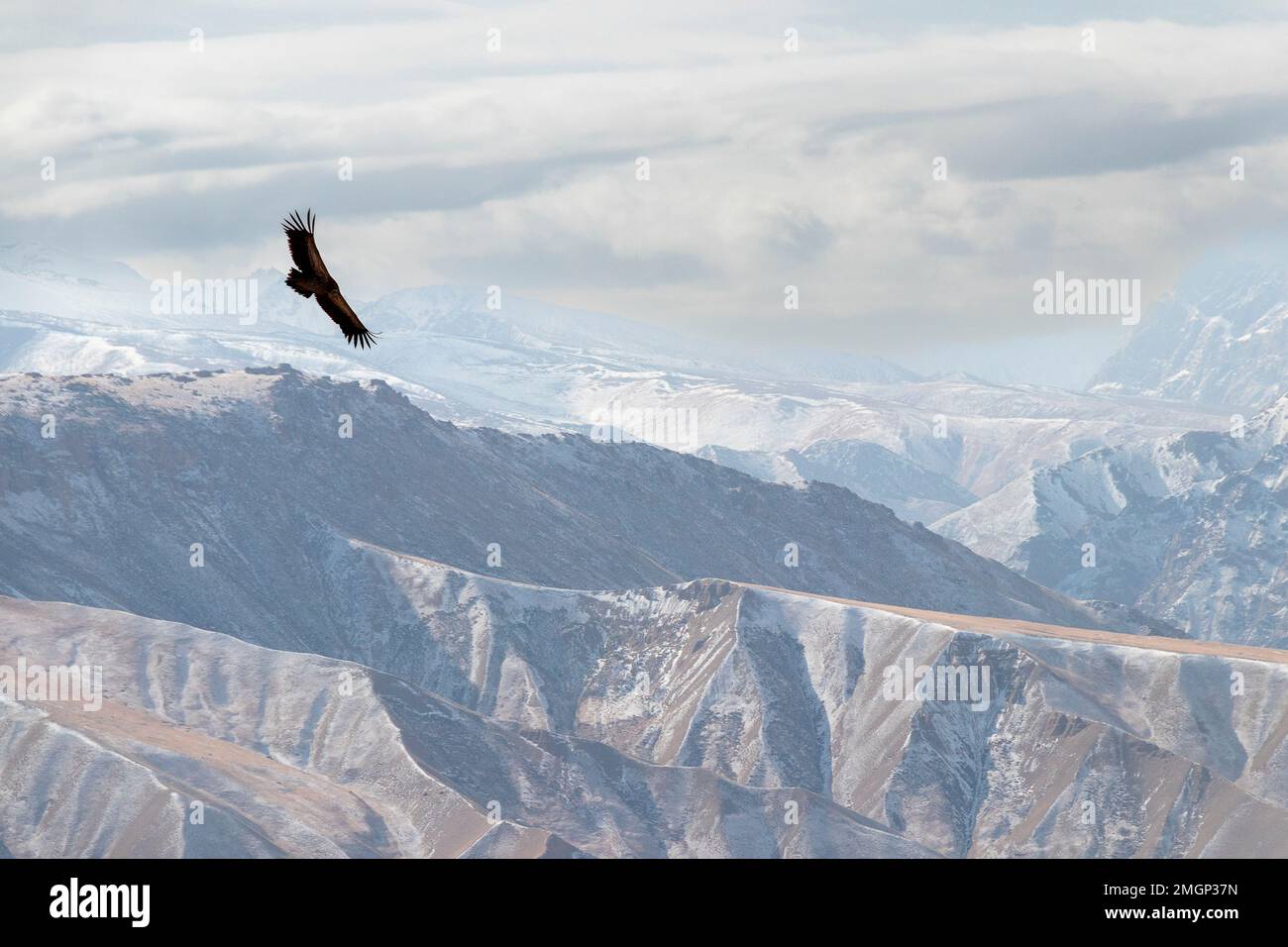 Himalayan Vulture (Gyps himalayensis) flying over the landscapes of the ...