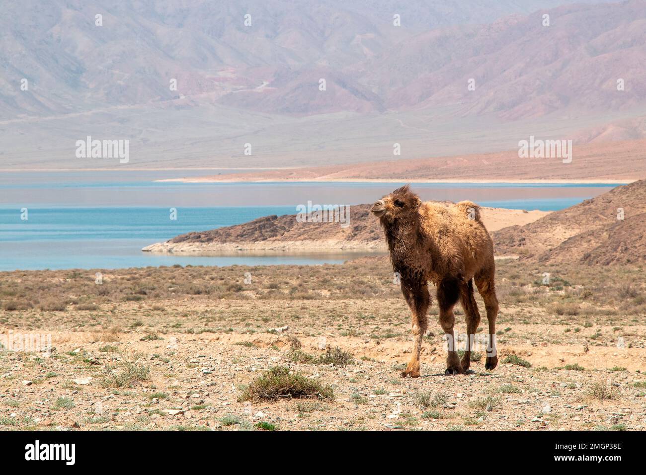 Domestic Bactrian camel (Camelus bactrianus) against a background of ...