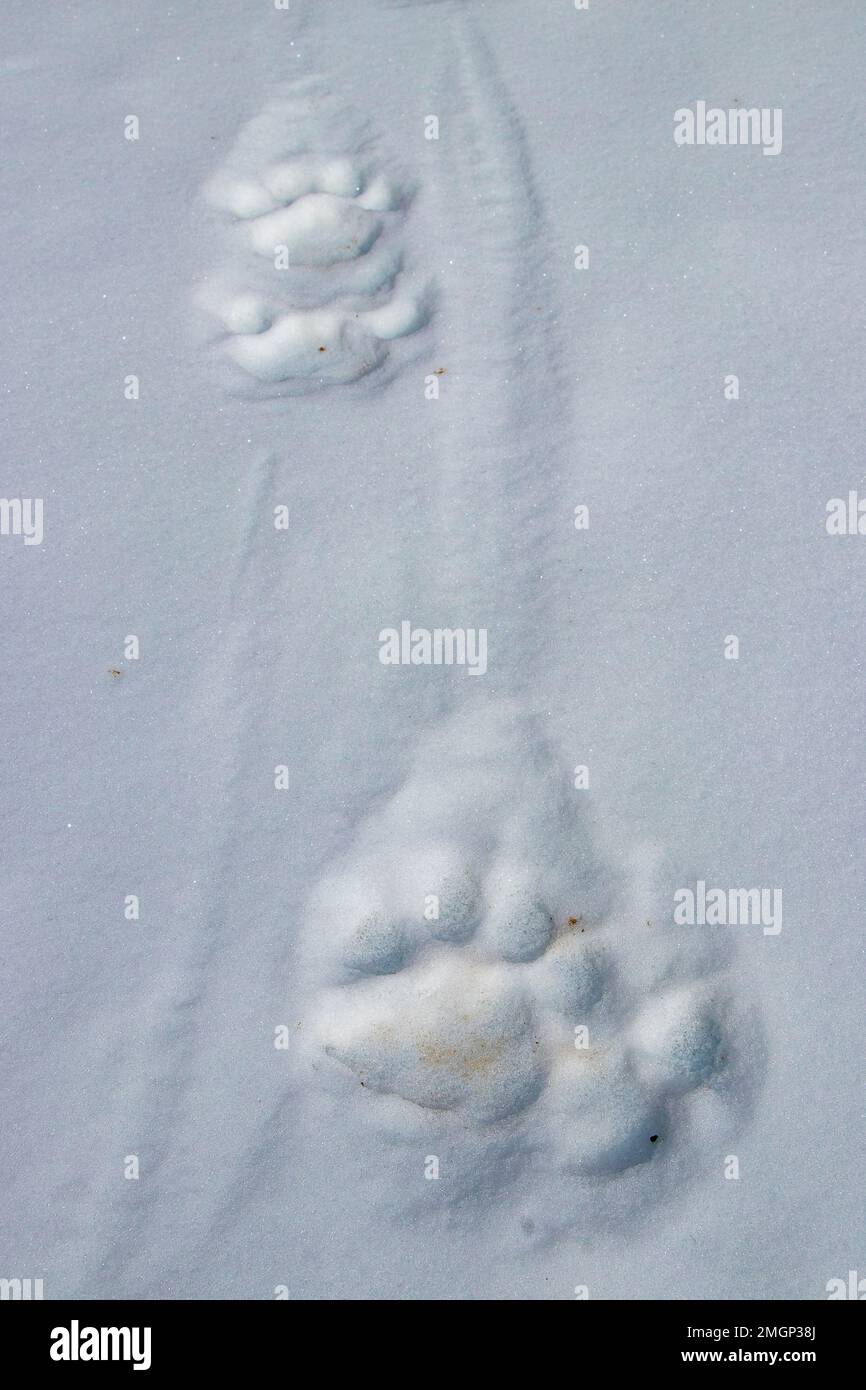 Snow leopard (Panthera uncia) tracks in the snow, Syrt, Kyrgyzstan ...