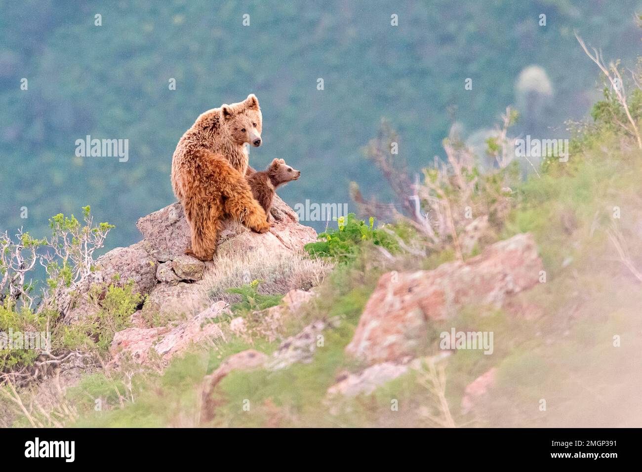 Tien shan brown bear (Ursus arctos isabellinus) female with young on a ...