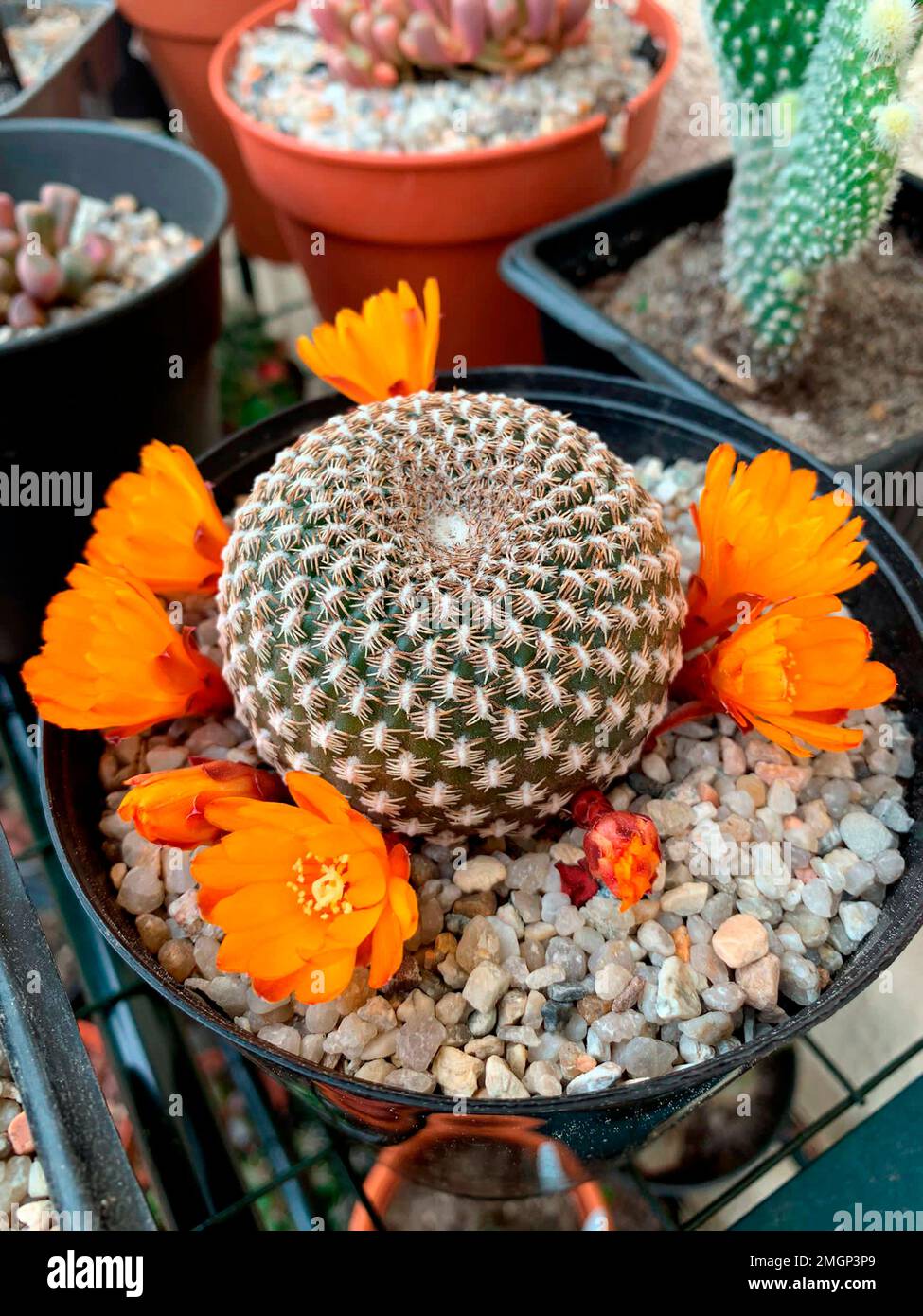 Arenaceous crown cactus (Sulcorebutia arenacea) in pot, Bordeaux ...