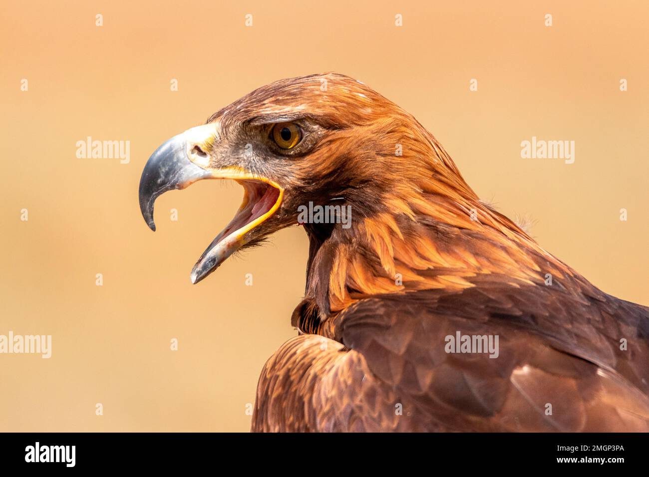 Golden eagle (Aquila chrysaetos) belonging to an eagle (Berkutchi ...