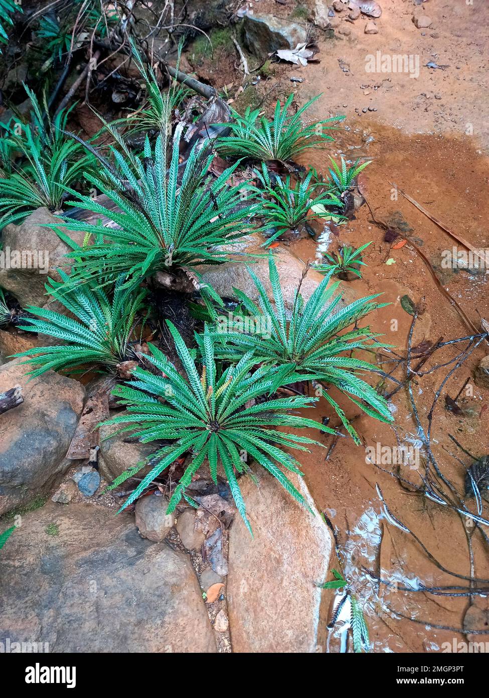 Miniature Tree Fern (Blechnum obtusatum), Blue River Park, New ...