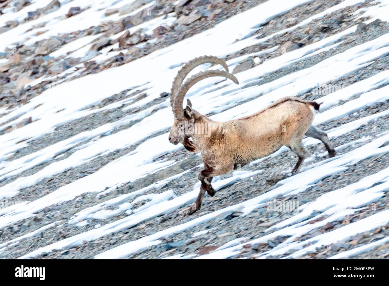 Siberian Ibex (Capra sibirica) male on a slope, Sarychat-ertash ...