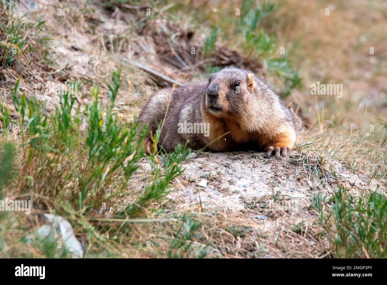 Gray Marmot (Marmota baibacina) in front of its burrow, Naryn ...