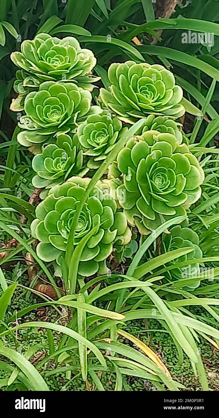 Tree Aeonium (Aeonium arboreum), Brittany, France Stock Photo - Alamy