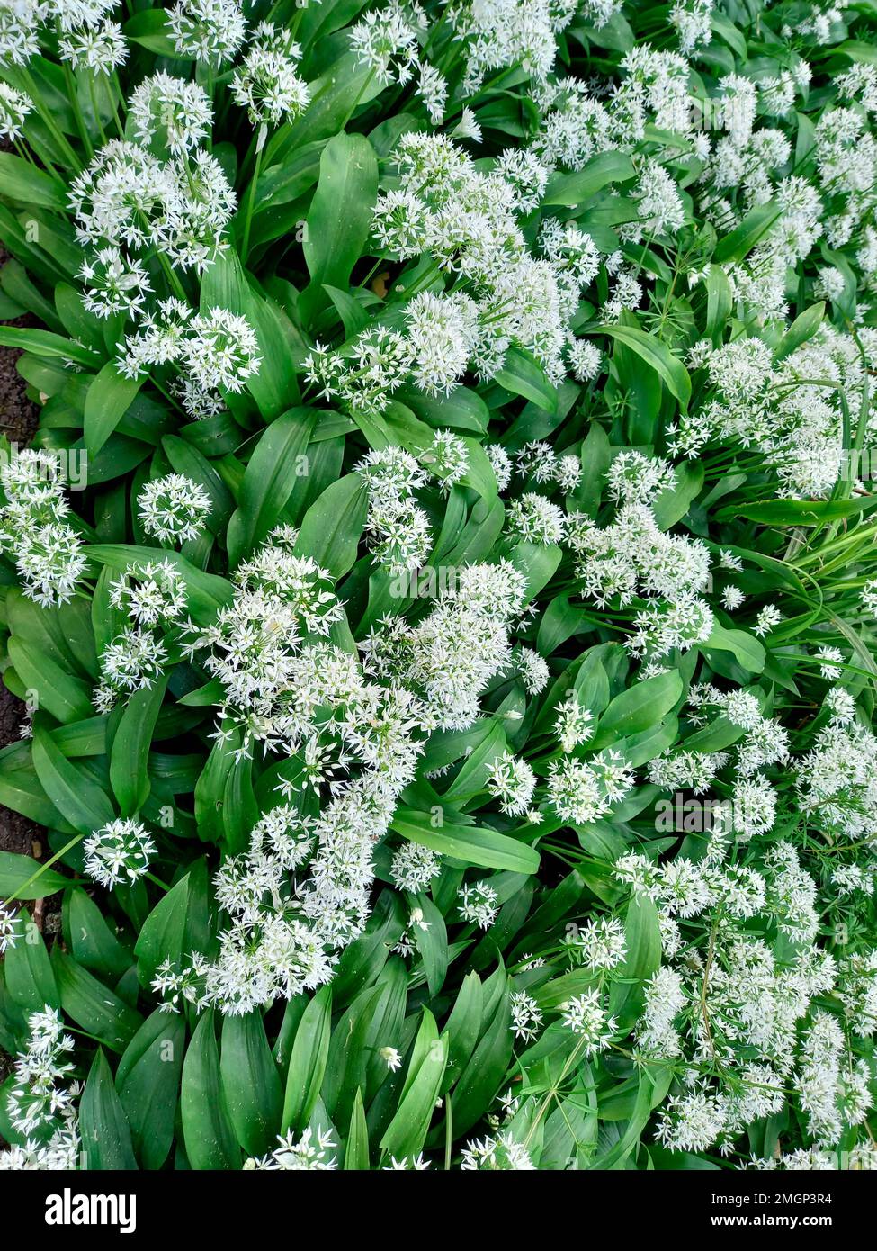 Angled Onion (Allium triquetrum) flowers, Brittany, France Stock Photo ...