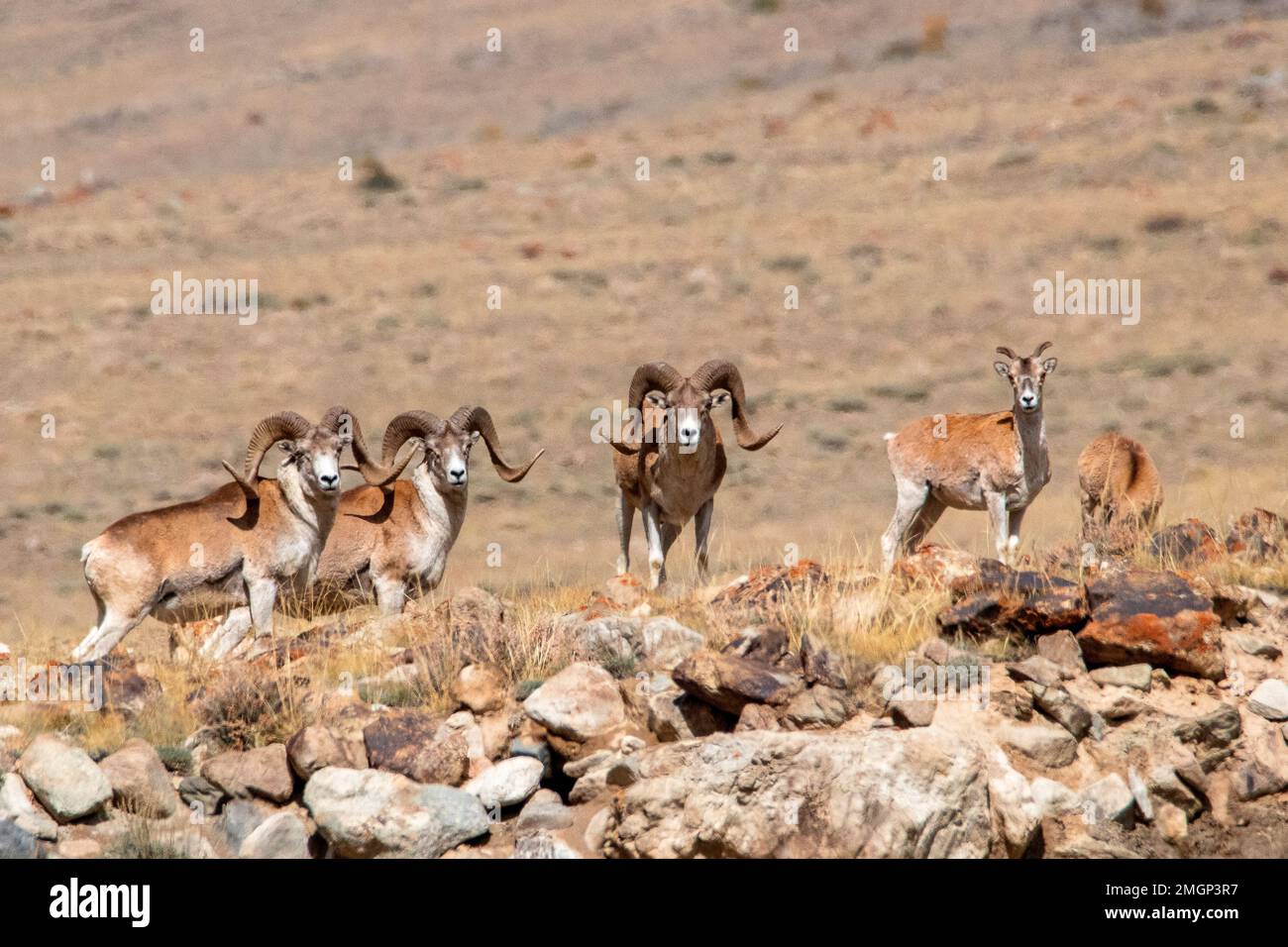 Tian shan Argalis (Ovis ammon karelini) 3 males and a female with a ...