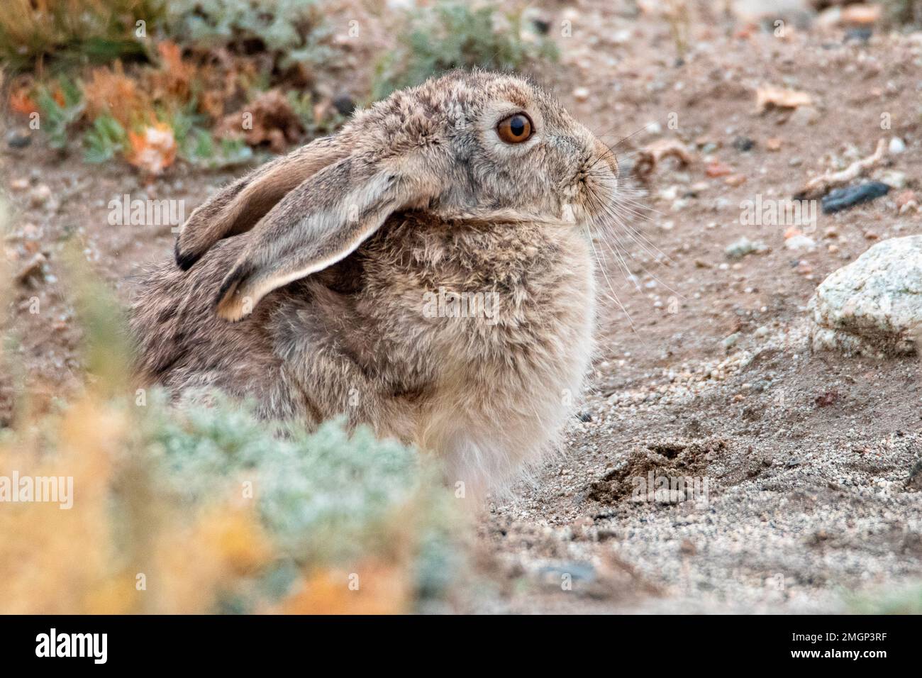 Individual portrait lagomorpha leporidae hi-res stock photography and ...