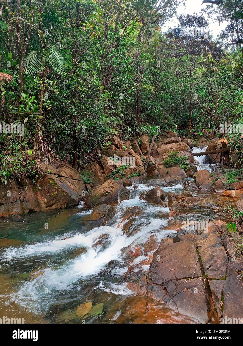 Mining scrub and tropical forest, Blue River Park, New Caledonia Stock ...