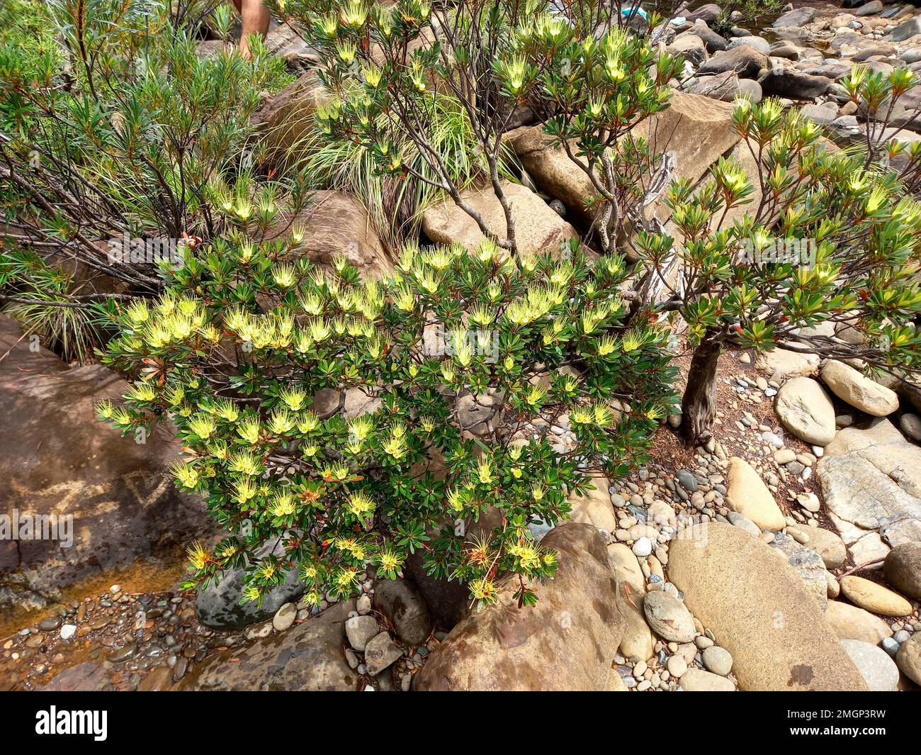 Xanthostemon xanthostemon myrtifolius hi-res stock photography and ...